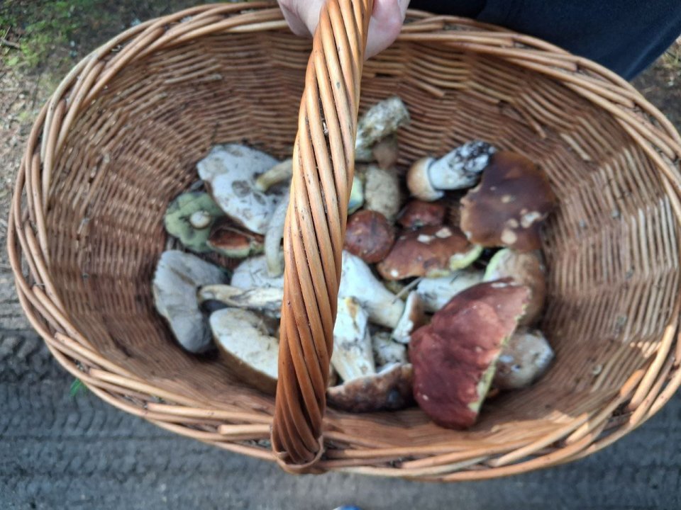 Kde rostou a kam na houby ve Středočeském kraji? | NaHouby.cz