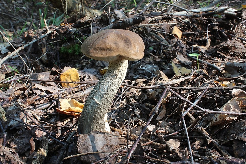 Kozák březový - popis, kdy a kde hledat | NaHouby.cz