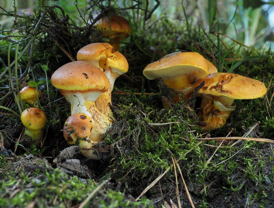 Klouzek sličný - popis, kdy a kde hledat | NaHouby.cz