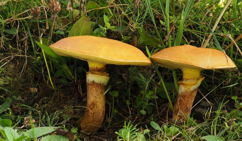 Klouzek sličný - popis, kdy a kde hledat | NaHouby.cz