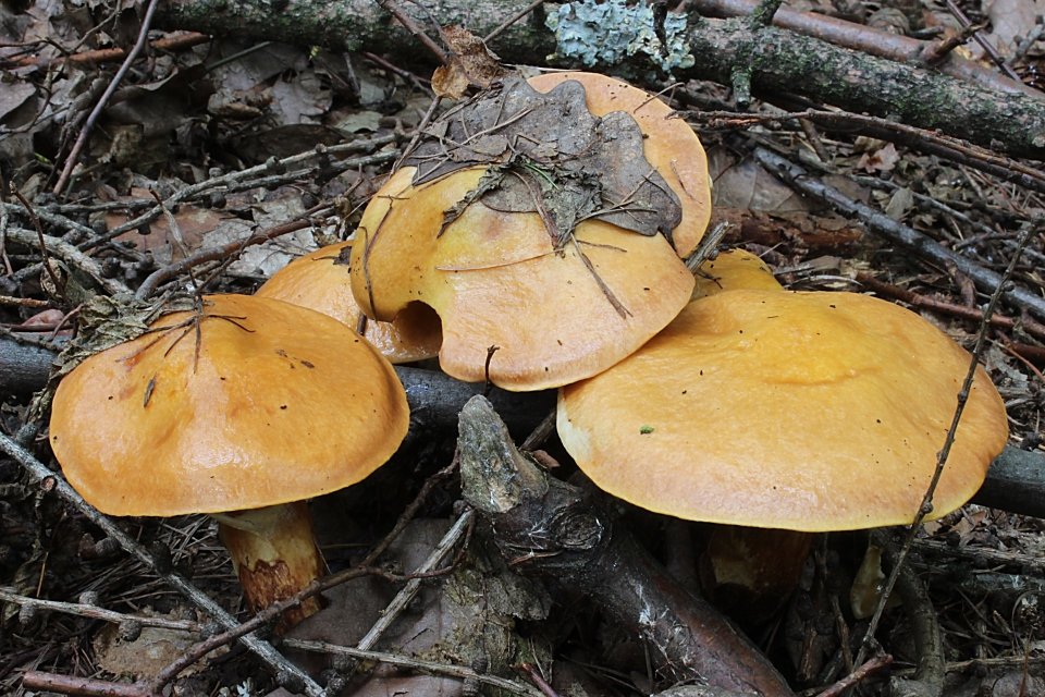 Klouzek sličný - popis, kdy a kde hledat | NaHouby.cz