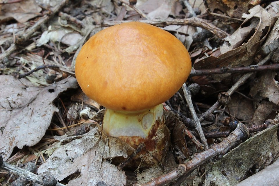 Klouzek sličný - popis, kdy a kde hledat | NaHouby.cz