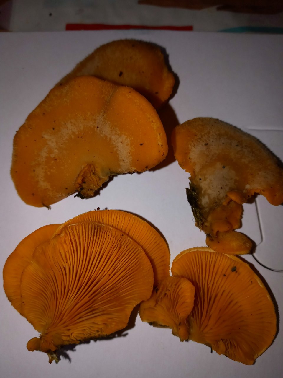 Kde rostou a kam na houby ve vašem okolí? | NaHouby.cz