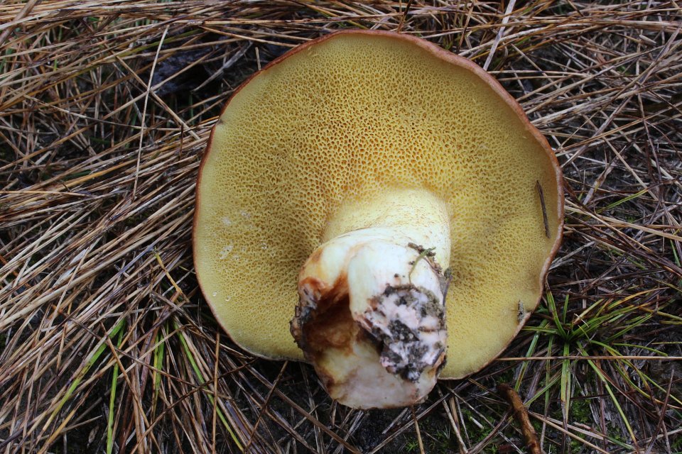 Klouzek zrnitý - popis, kdy a kde hledat | NaHouby.cz