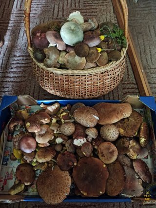 Kde rostou a kam na houby v Praze a okolí? | NaHouby.cz