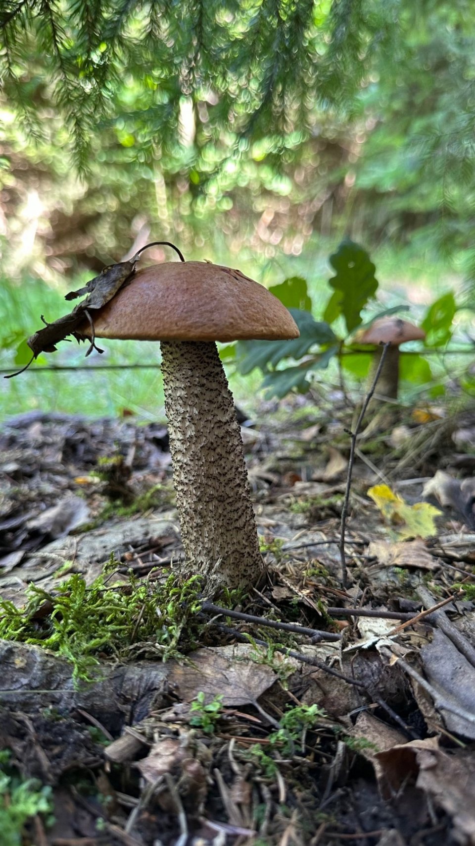 Kde rostou a kam na houby v Jihomoravském kraji? | NaHouby.cz