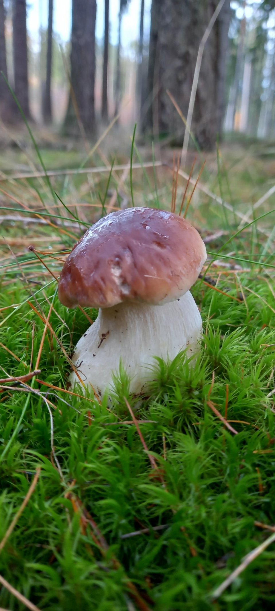 Kde rostou a kam na houby v Královéhradeckém kraji? | NaHouby.cz