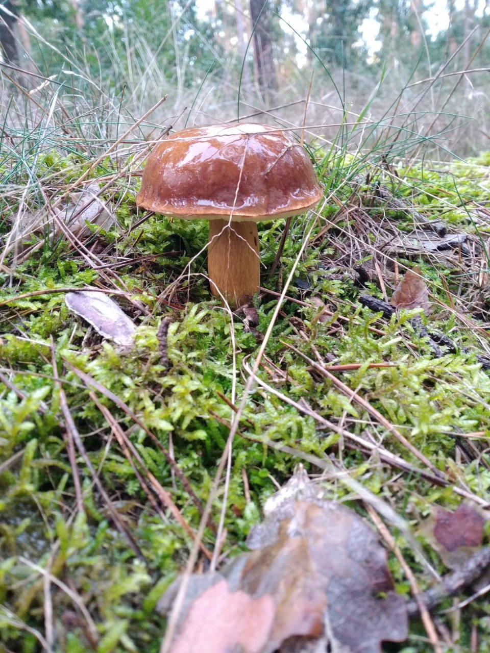 Hřib hnědý - popis, kdy a kde hledat | NaHouby.cz
