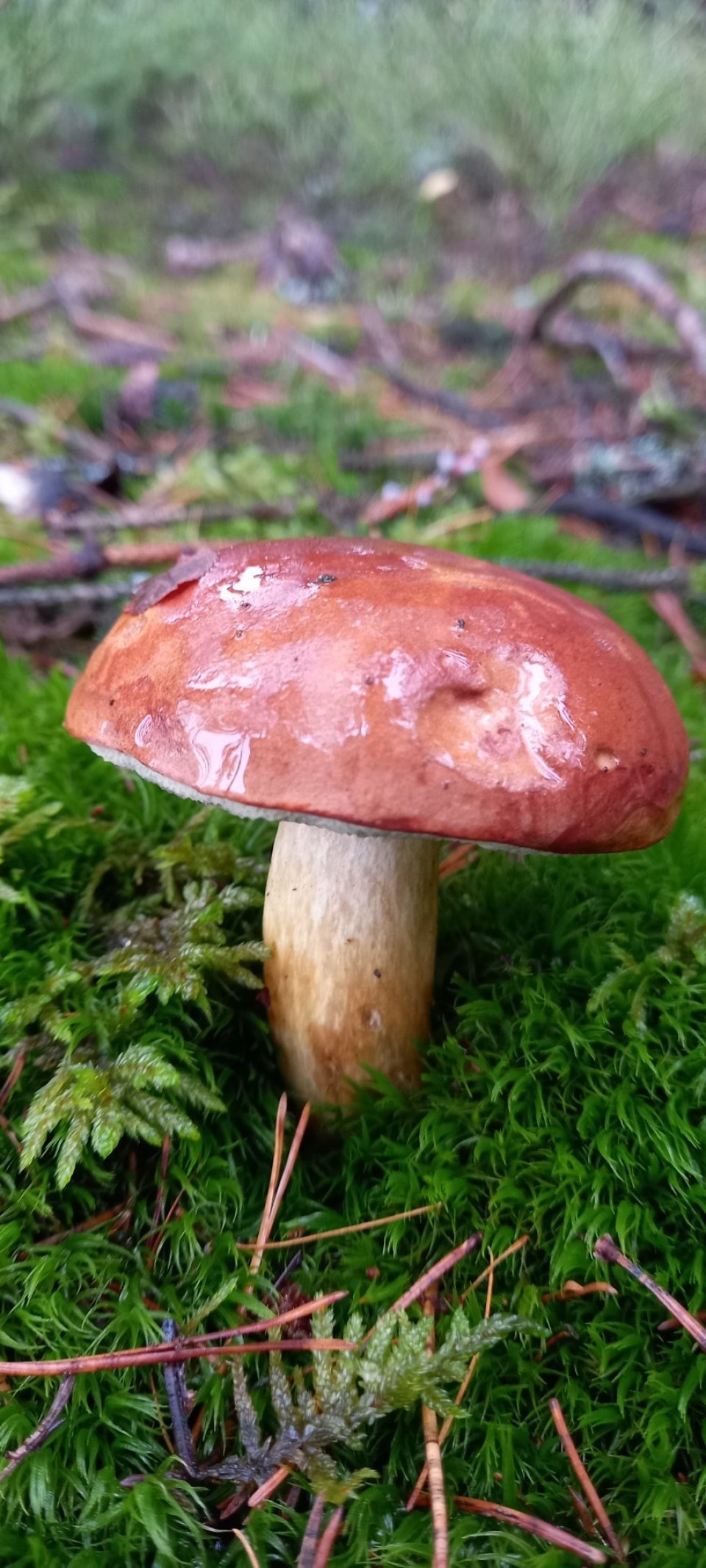 Kde rostou a kam na houby v Královéhradeckém kraji? | NaHouby.cz