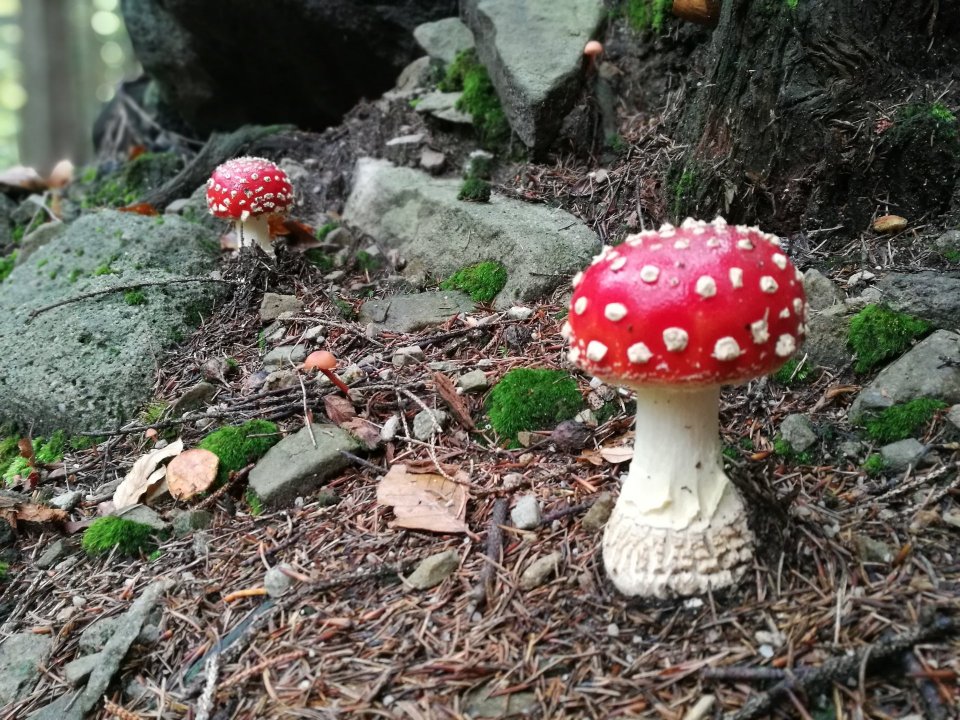Muchomůrka červená - popis, kdy a kde hledat | NaHouby.cz