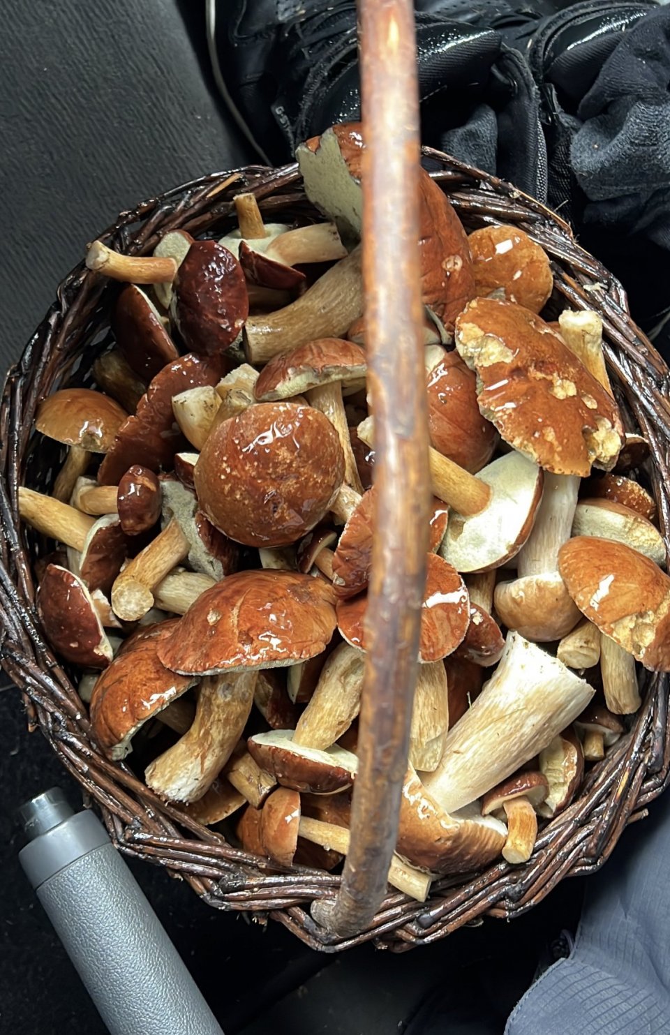 Kde rostou a kam na houby v Praze a okolí? | NaHouby.cz