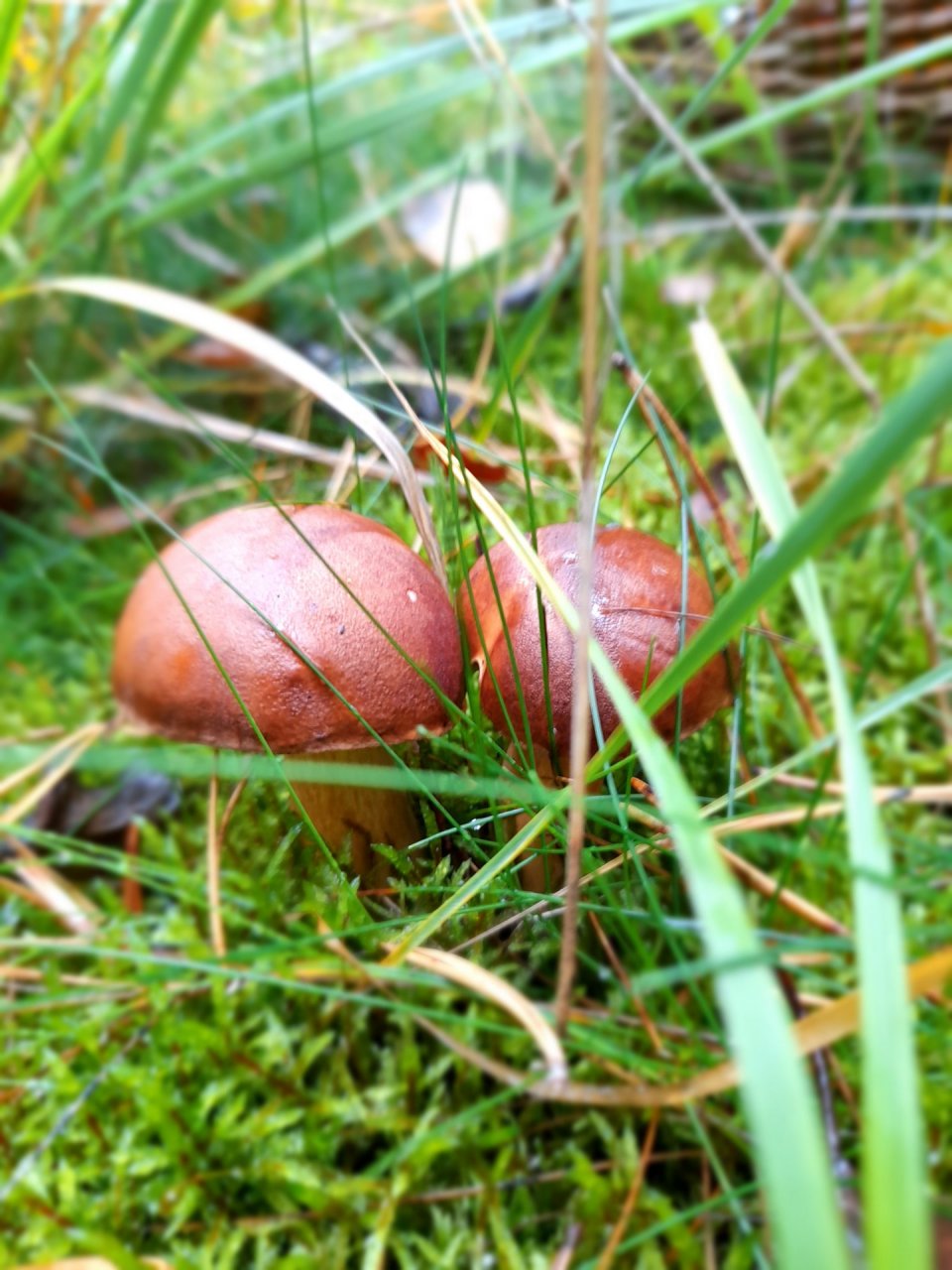 Kde rostou a kam na houby v Praze a okolí? | NaHouby.cz