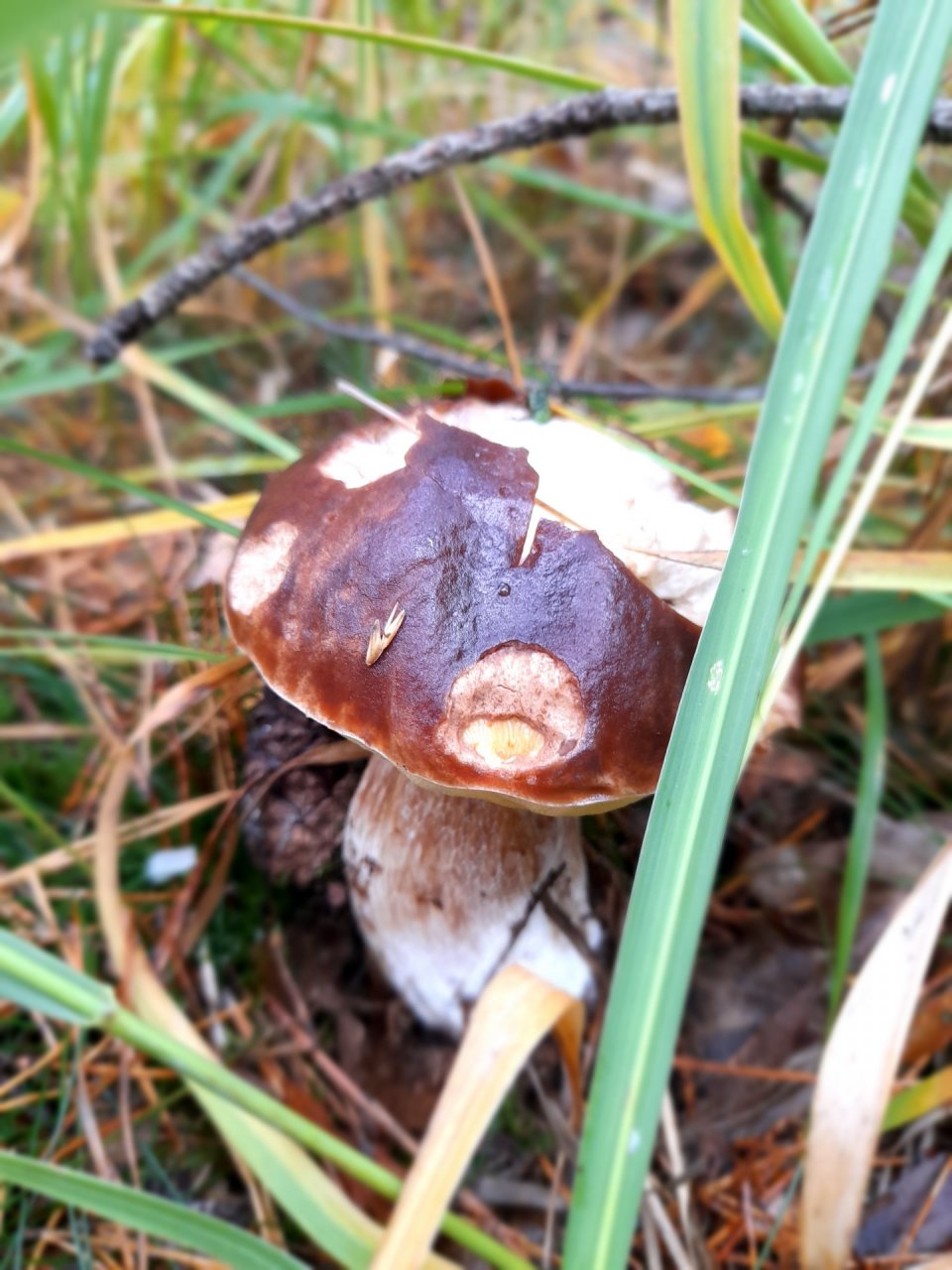 Kde rostou a kam na houby v Praze a okolí? | NaHouby.cz